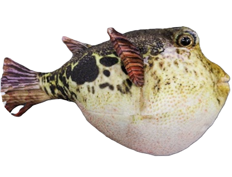 Pablo Puffer Fish Soft Toy – Bramblerose Toy Shop
